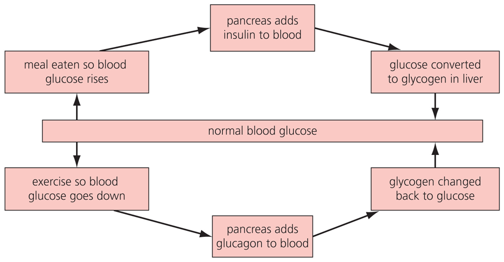 Figure 20.3 Two hormones work to control blood glucose level | Boost