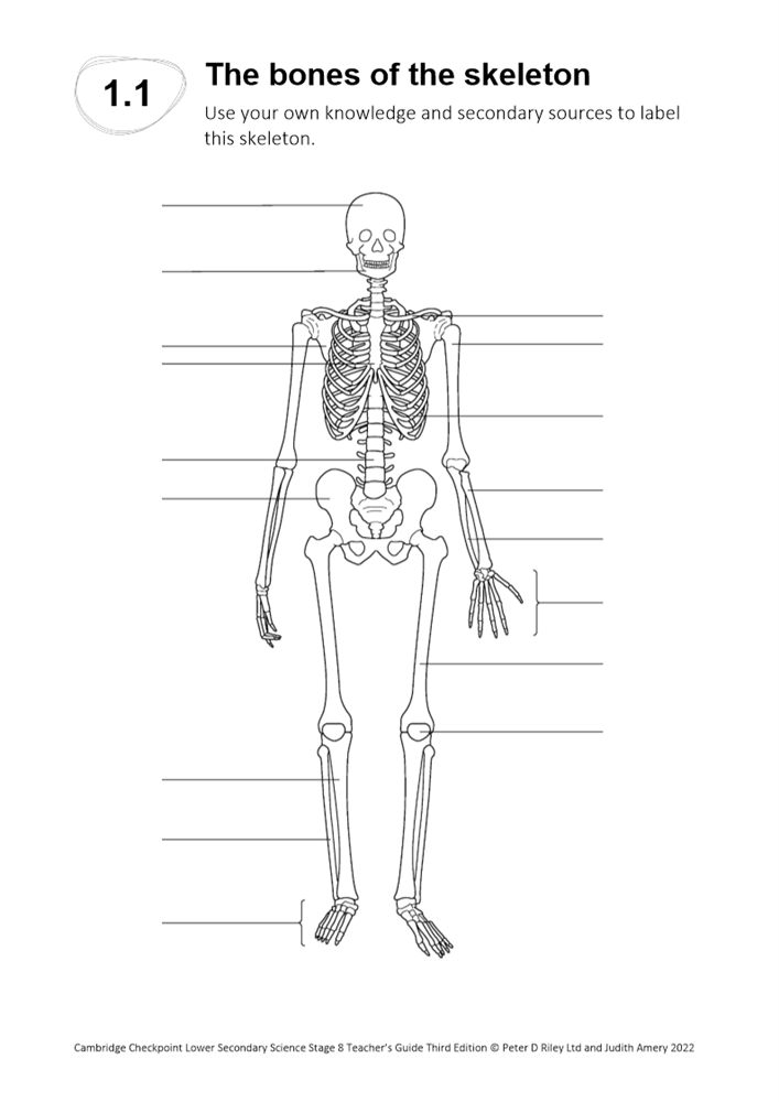 Worksheet 1.1: The bones of the skeleton | Boost